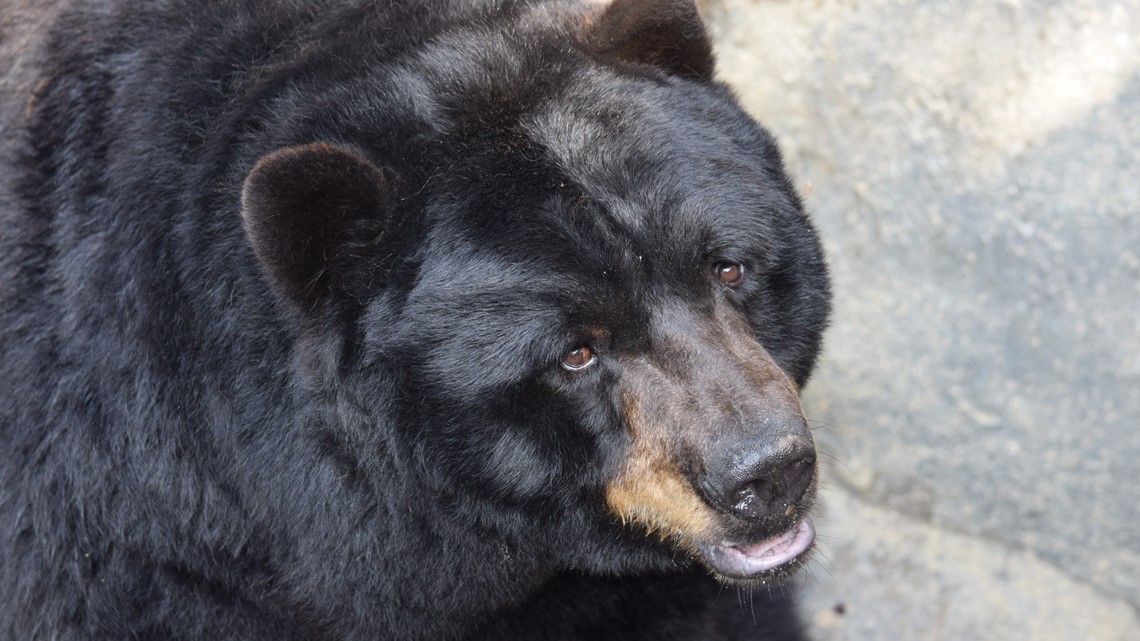 Zoo Knoxville's Milo dies at age 22 | wbir.com