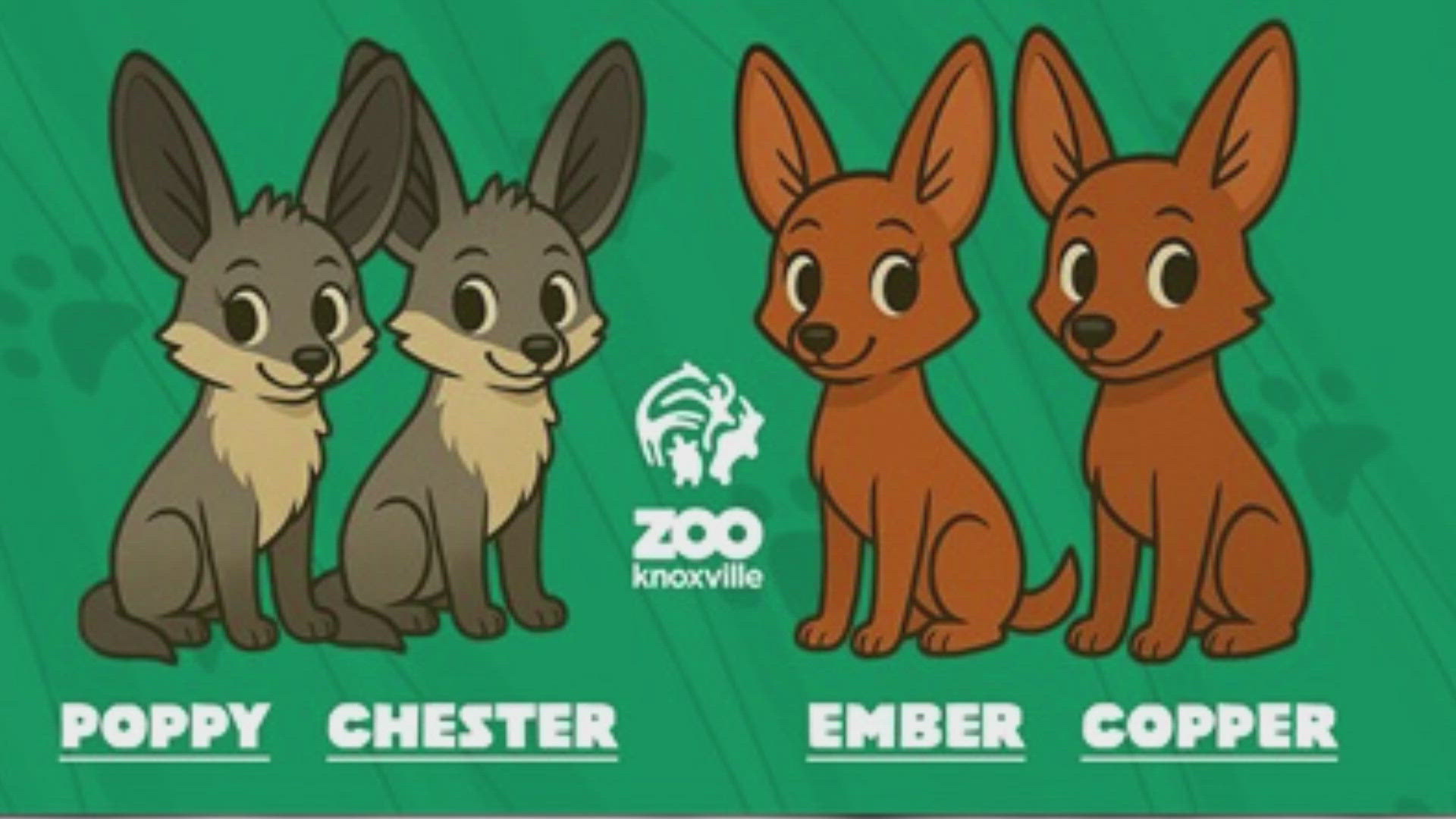 Zoo Knoxville reveals winning names for new animal arrivals | wbir.com