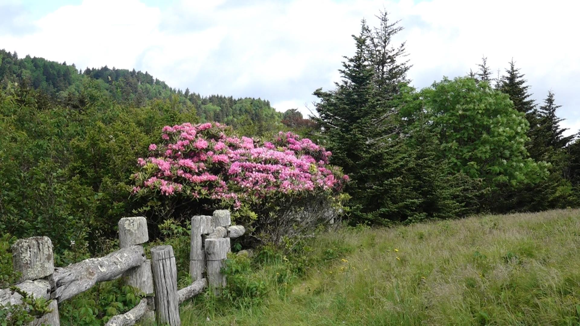 Roan Mountain blooms: Rhododendron Festival returns after Helene | wbir.com
