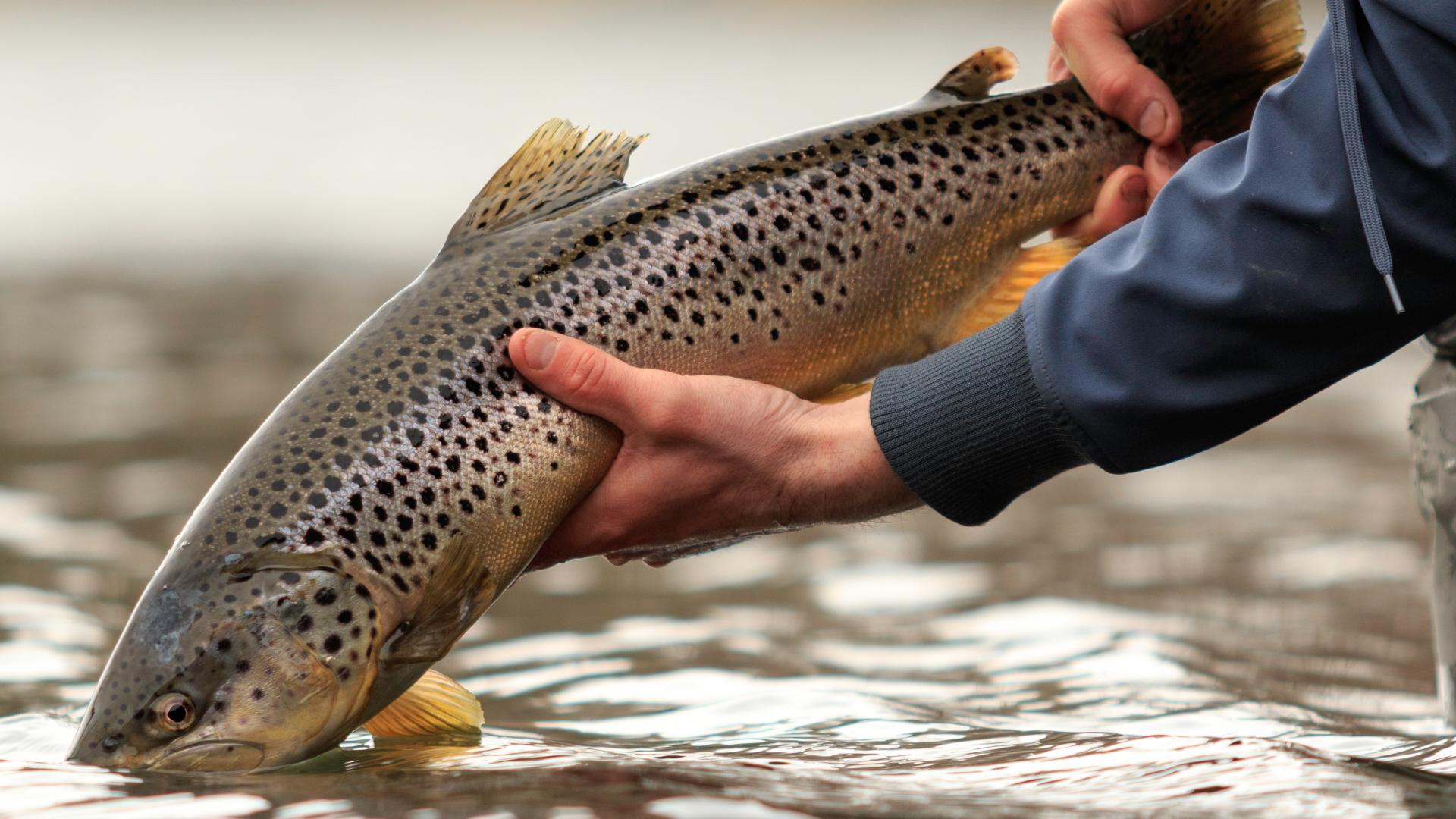 TWRA begins rainbow trout winter stocking program | wbir.com