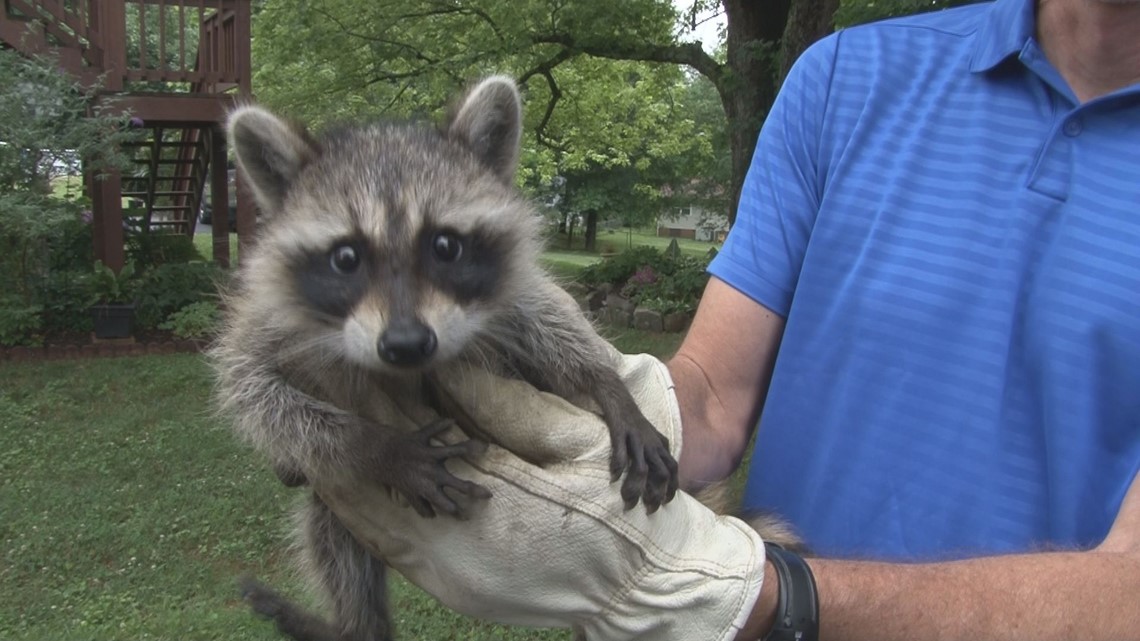 It's baby critter season! Here's what to do if you find one | wbir.com