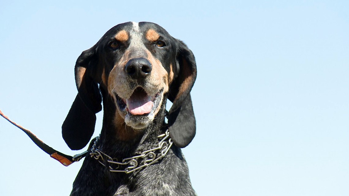 Smokey celebrates bluetick's new status as Tennessee state dog | wbir.com