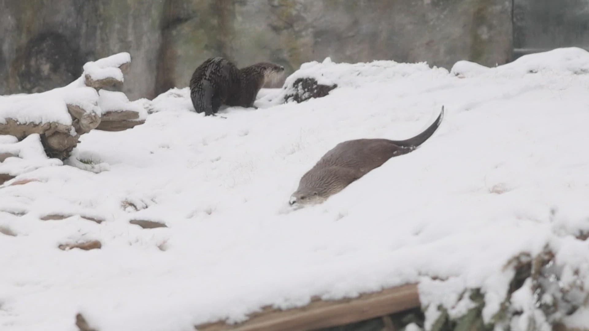 Zoo Knoxville shares video of otters, red panda playing in fresh snow ...