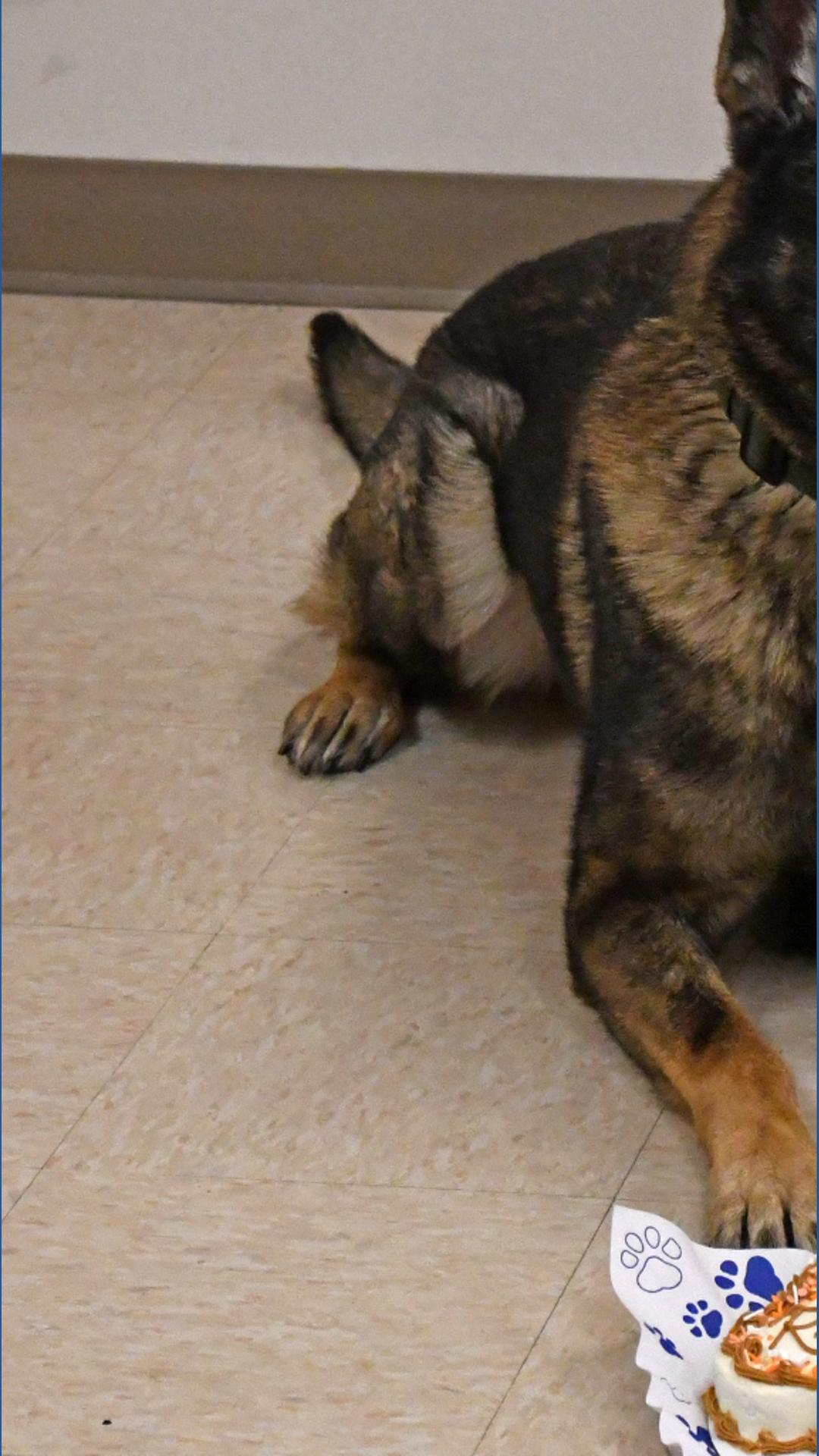 K-9 Bruno retires after seven years of courageous service for UTPD ...
