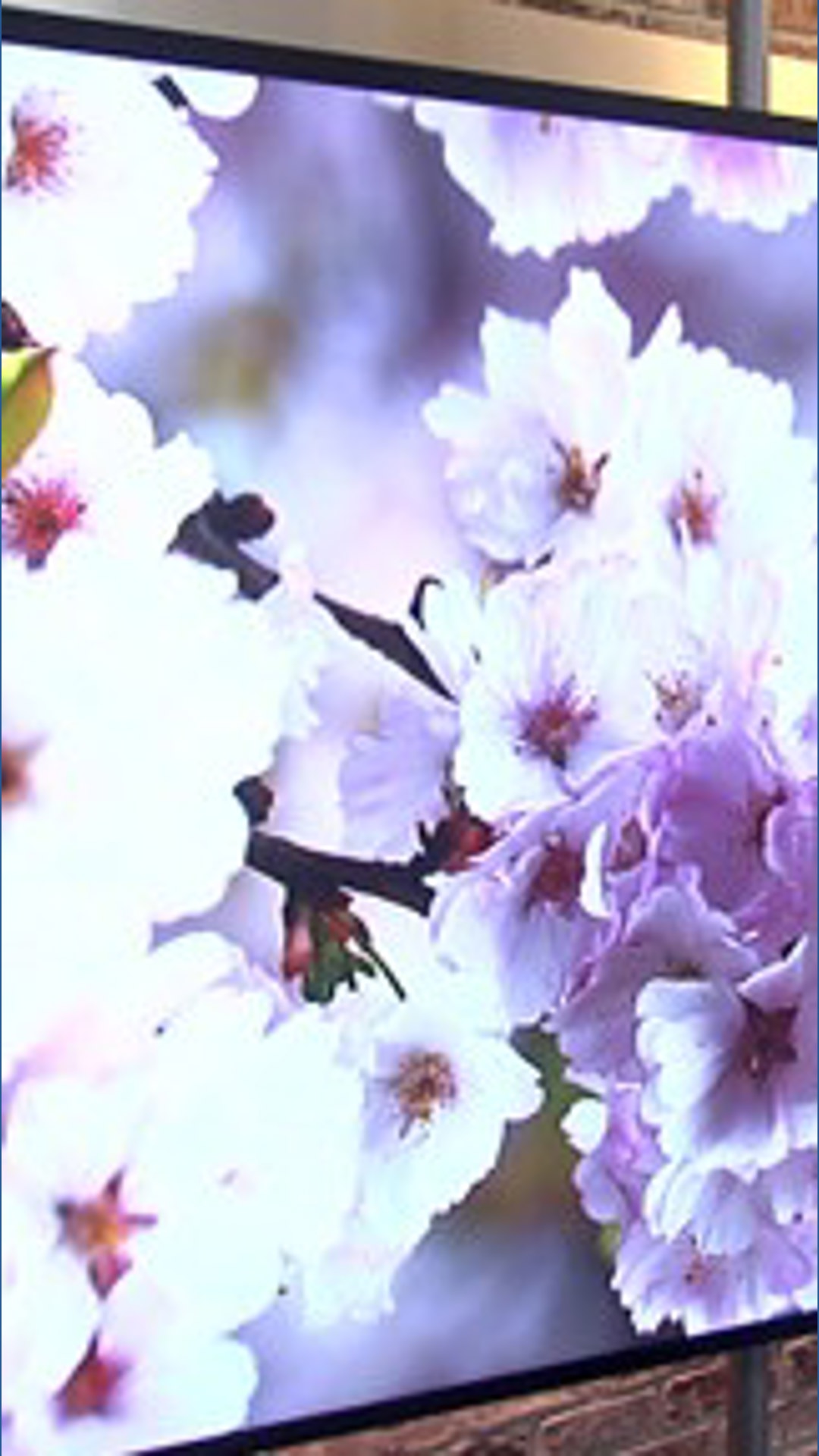 Little Winters of East Tennessee | wbir.com
