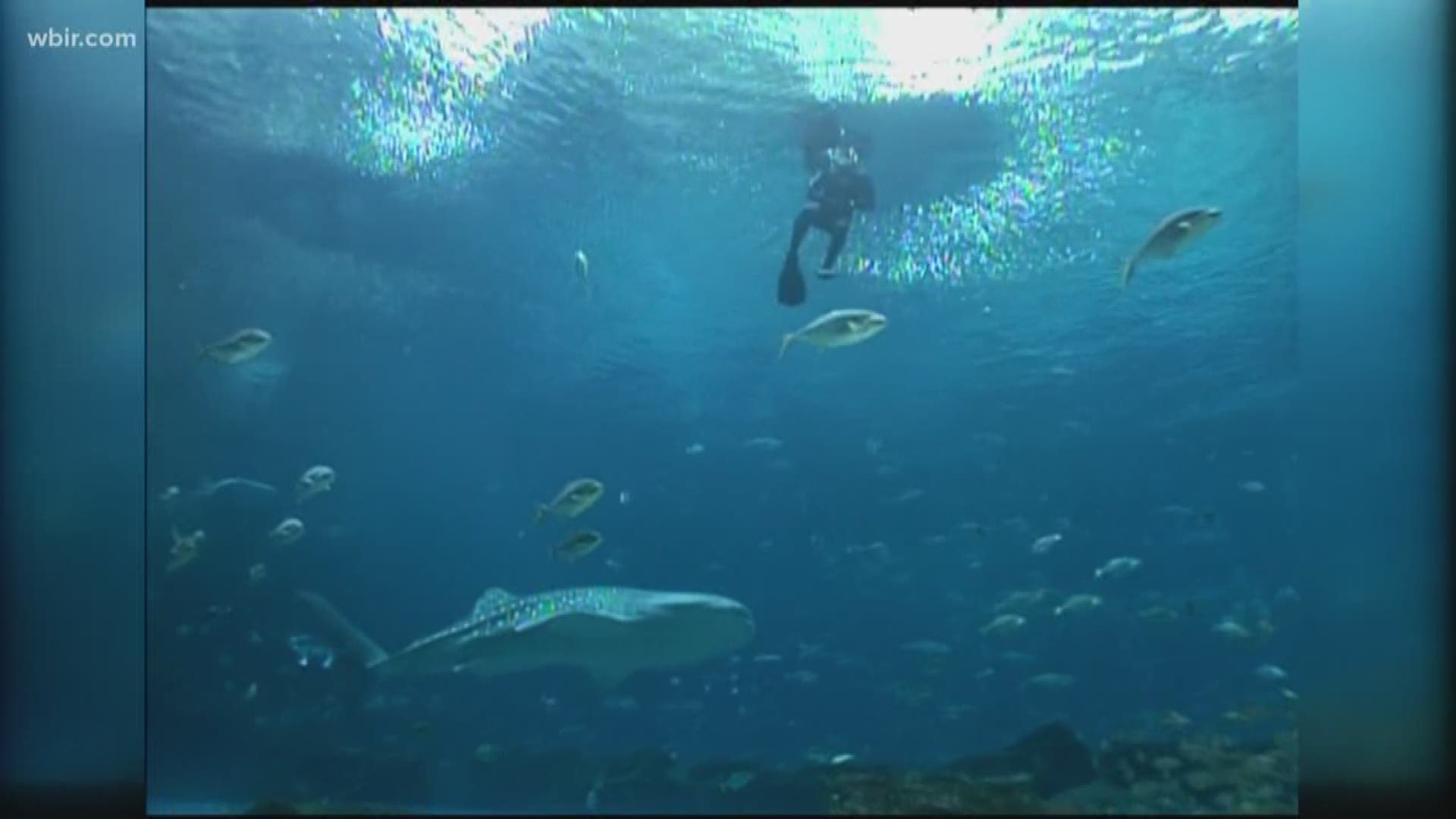 #10SharkBites: Exploring shark stories with Russell Biven across East ...