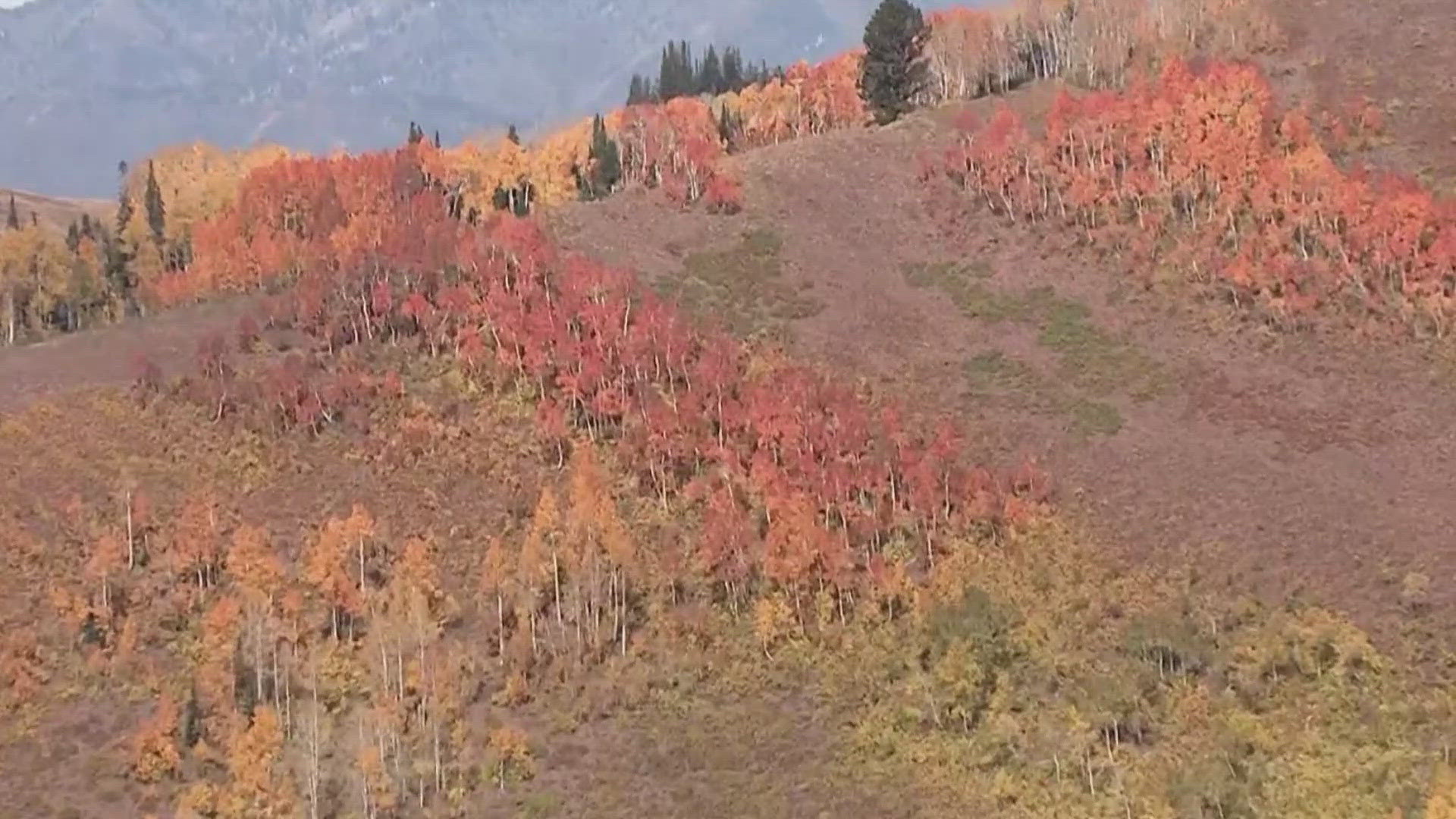 Fall colors are starting to pop-up nationwide, should be in the Smokies ...