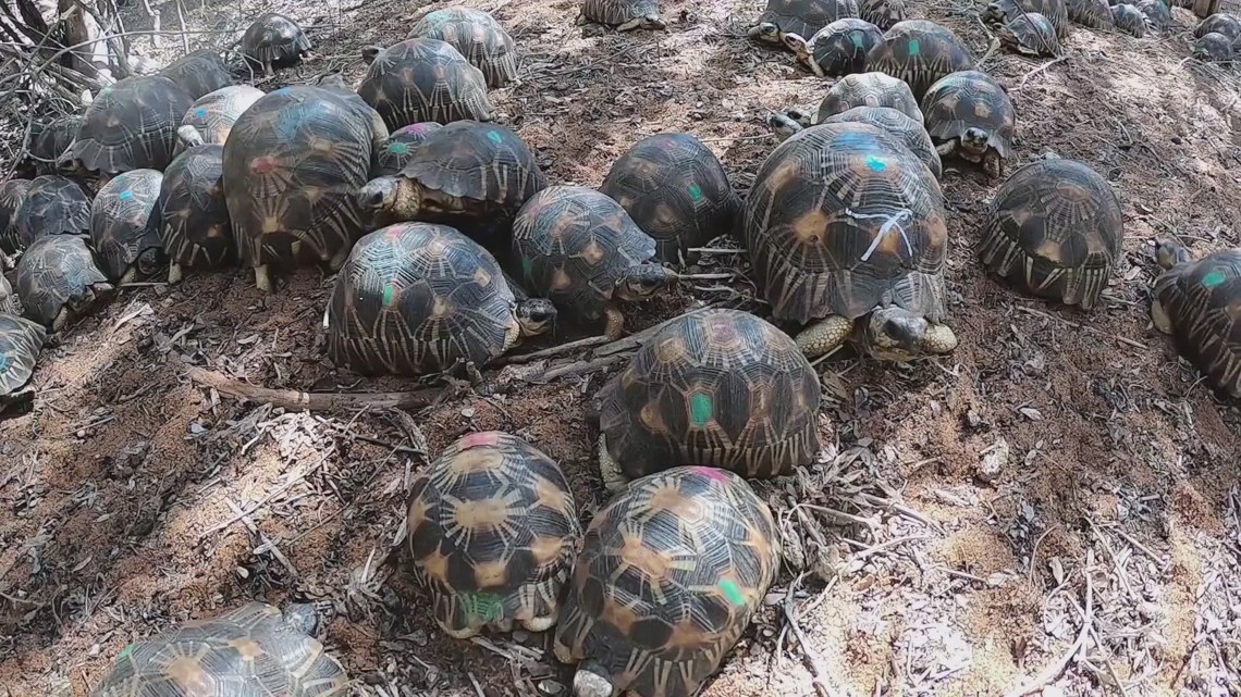 From East TN to Madagascar, Knoxville zoologist helps save endangered ...