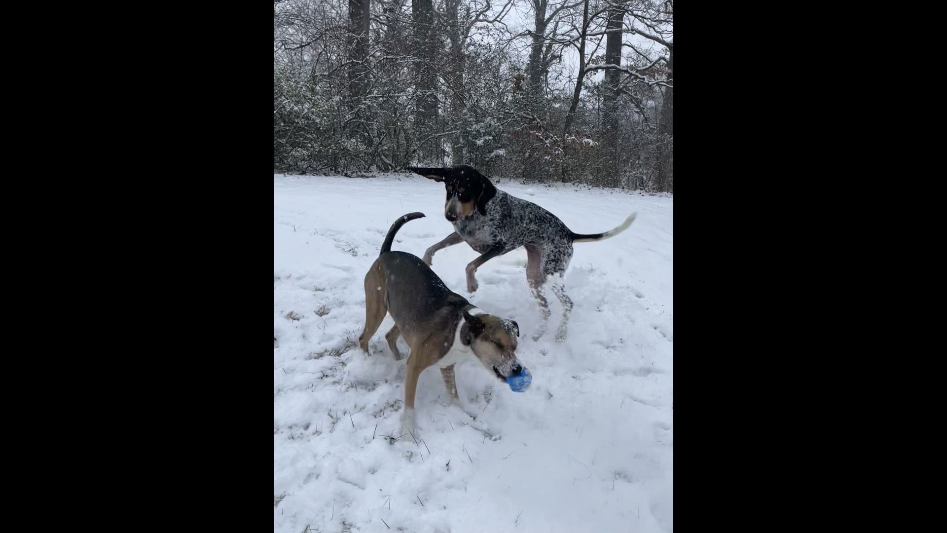 Saturday snow day in East TN! (1/11/2024) | wbir.com