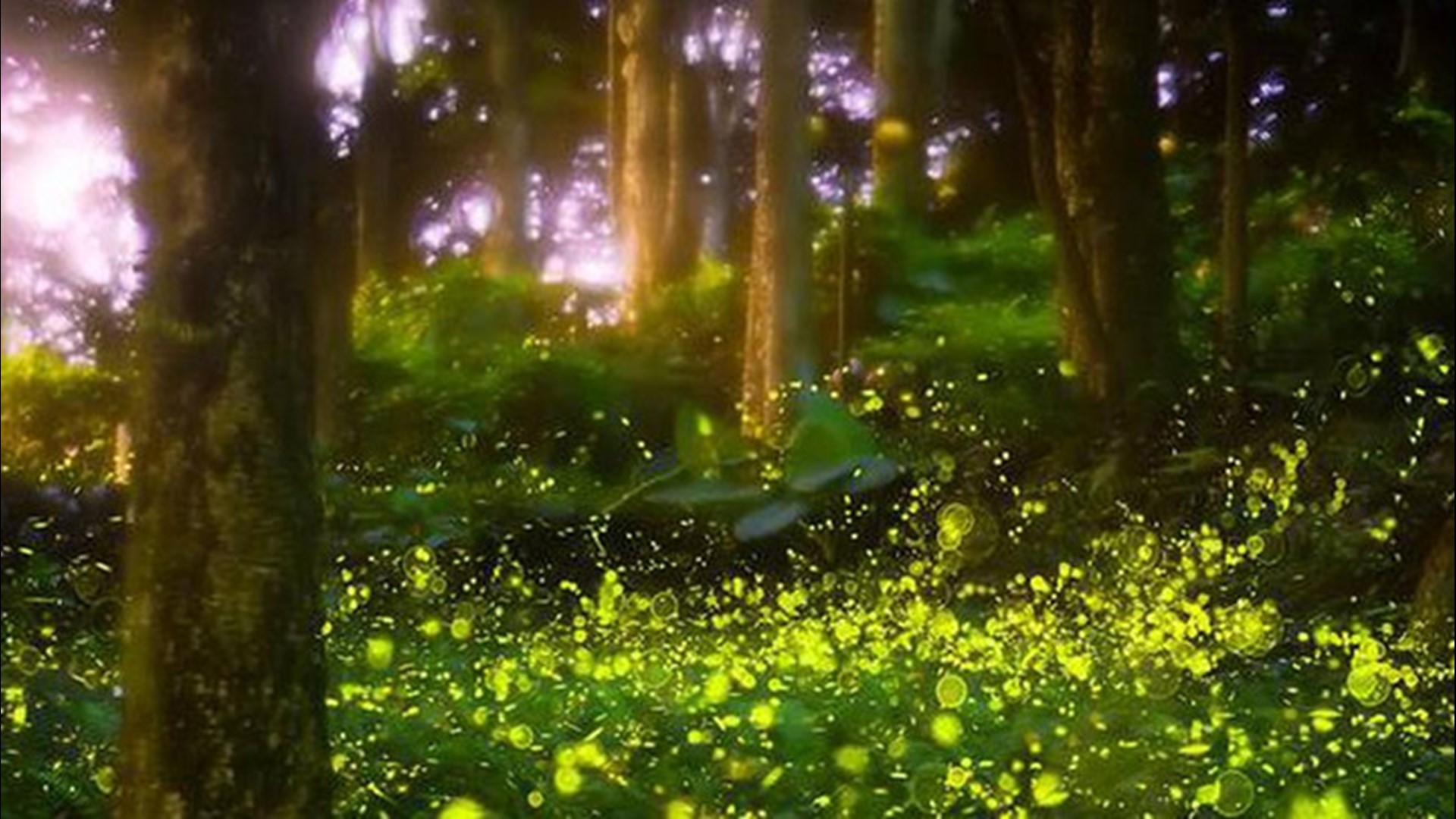 Lamar Alexander Rocky Fork State Park begins firefly lottery | wbir.com