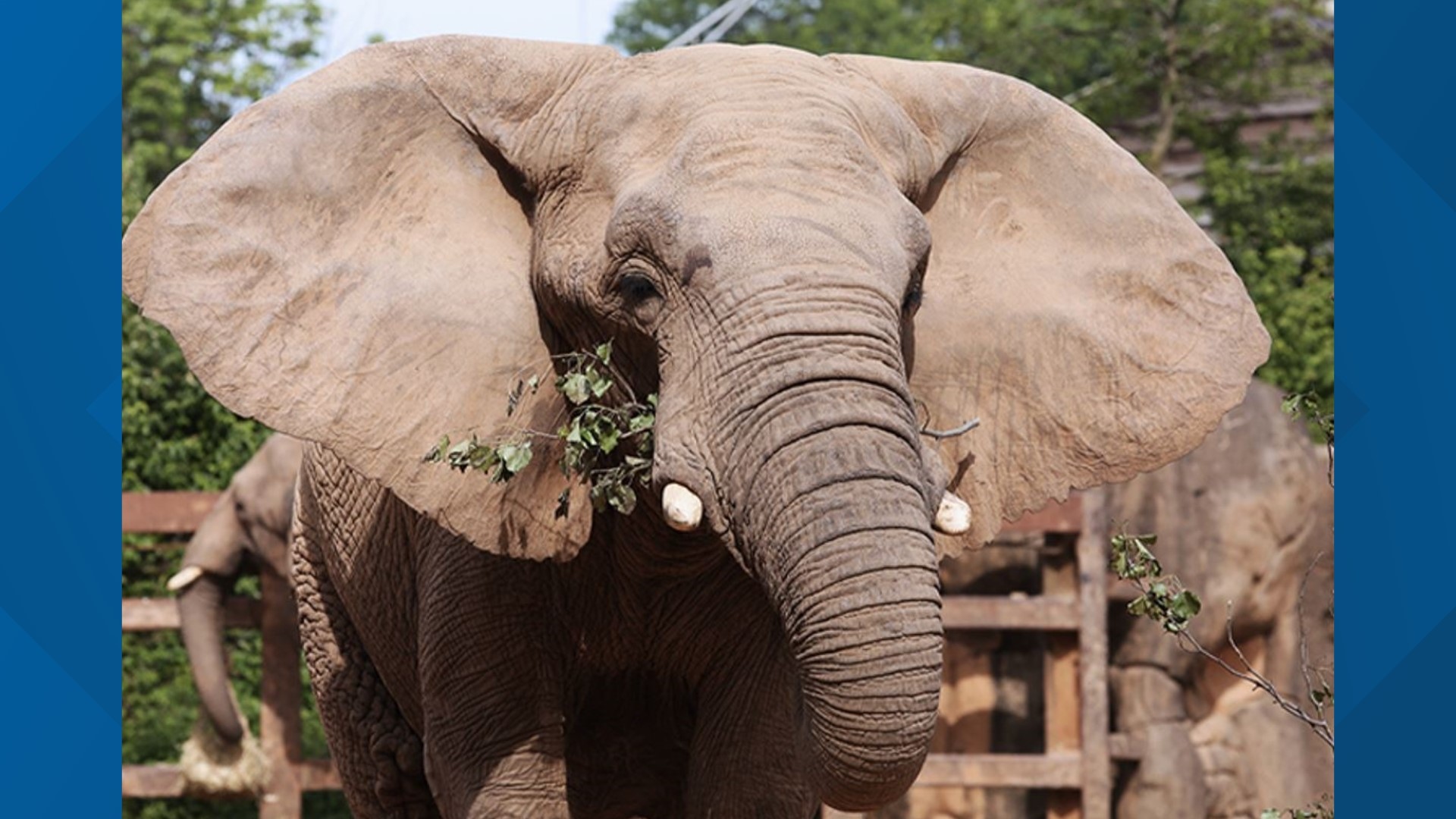 The Elephant Sanctuary welcomes Edie the elephant | wbir.com