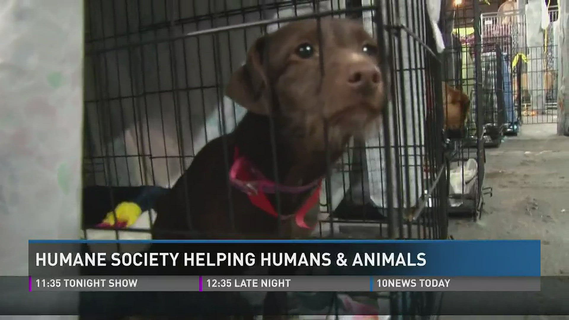 Humane Society helping humans & animals | wbir.com