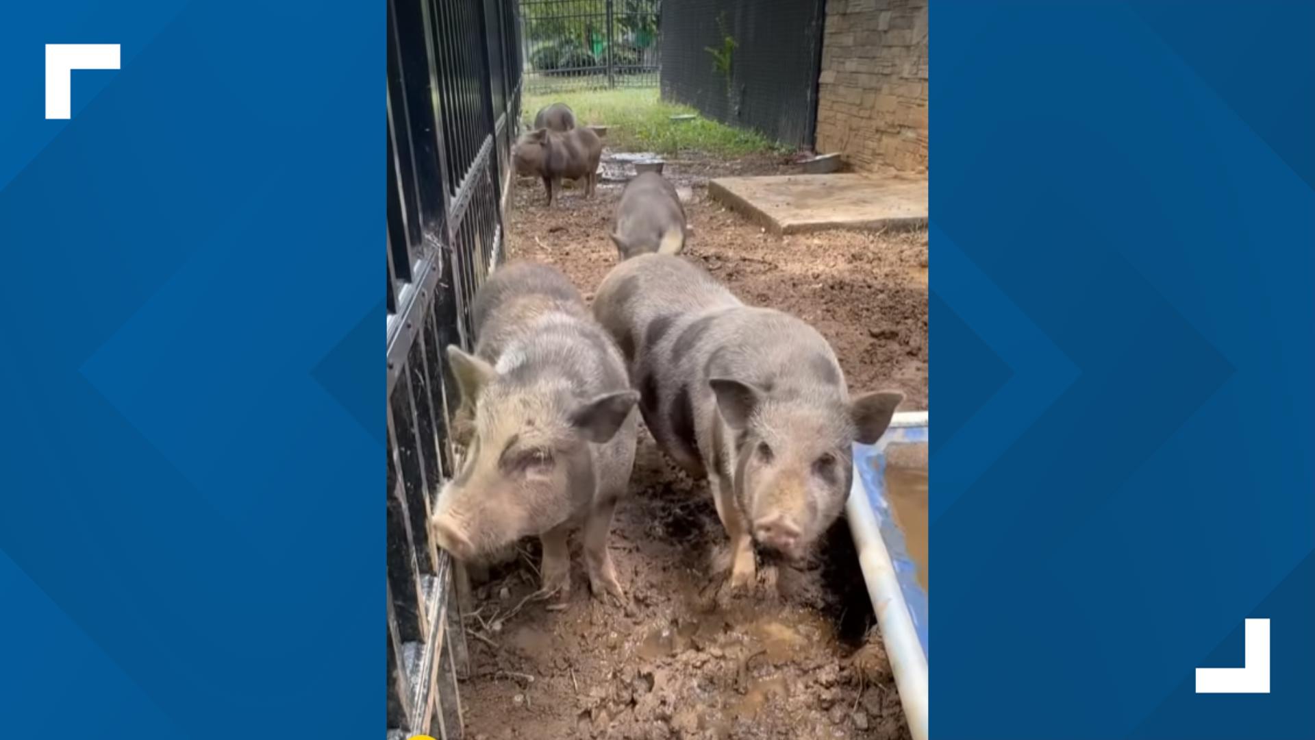 Young-Williams Animal Center hoping to give 5 pigs a second chance ...