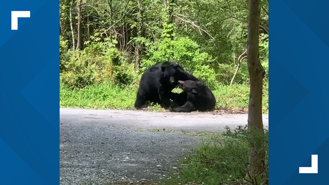 TWRA releases video of black bear brawl | wbir.com