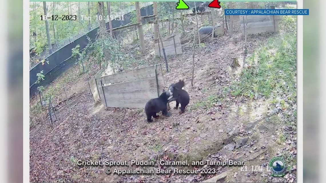 ABR Update: Bears recovering from bacterial infection | wbir.com