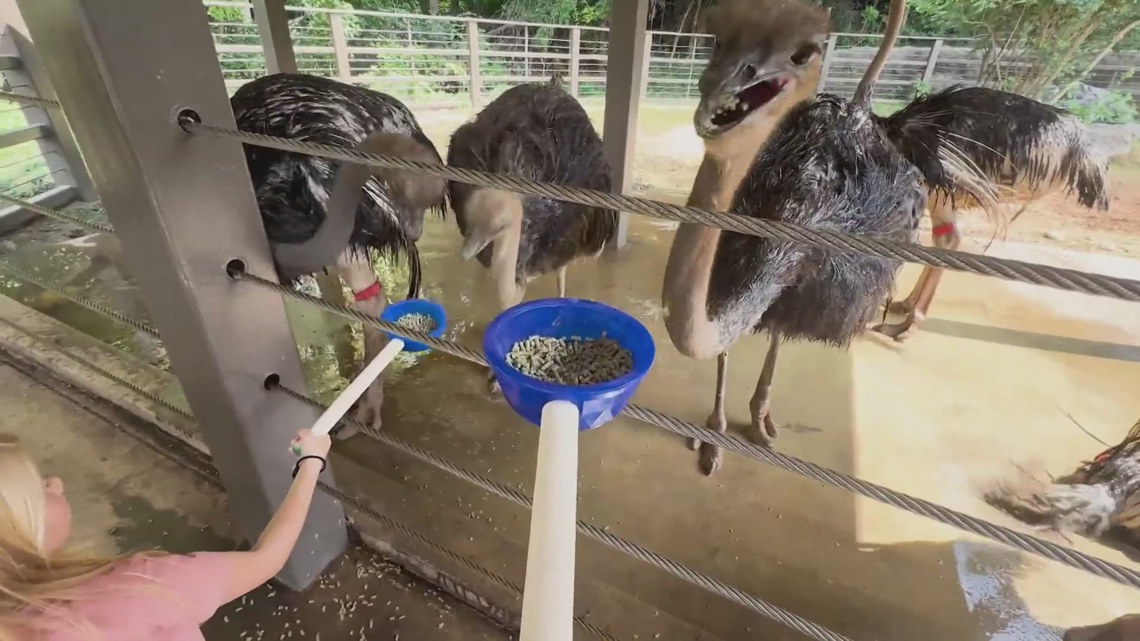 Feed ostriches at Zoo Knoxville this fall | wbir.com