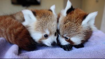 Zoo Knoxville welcomes red panda cubs born to Sisu and Doofah | wbir.com