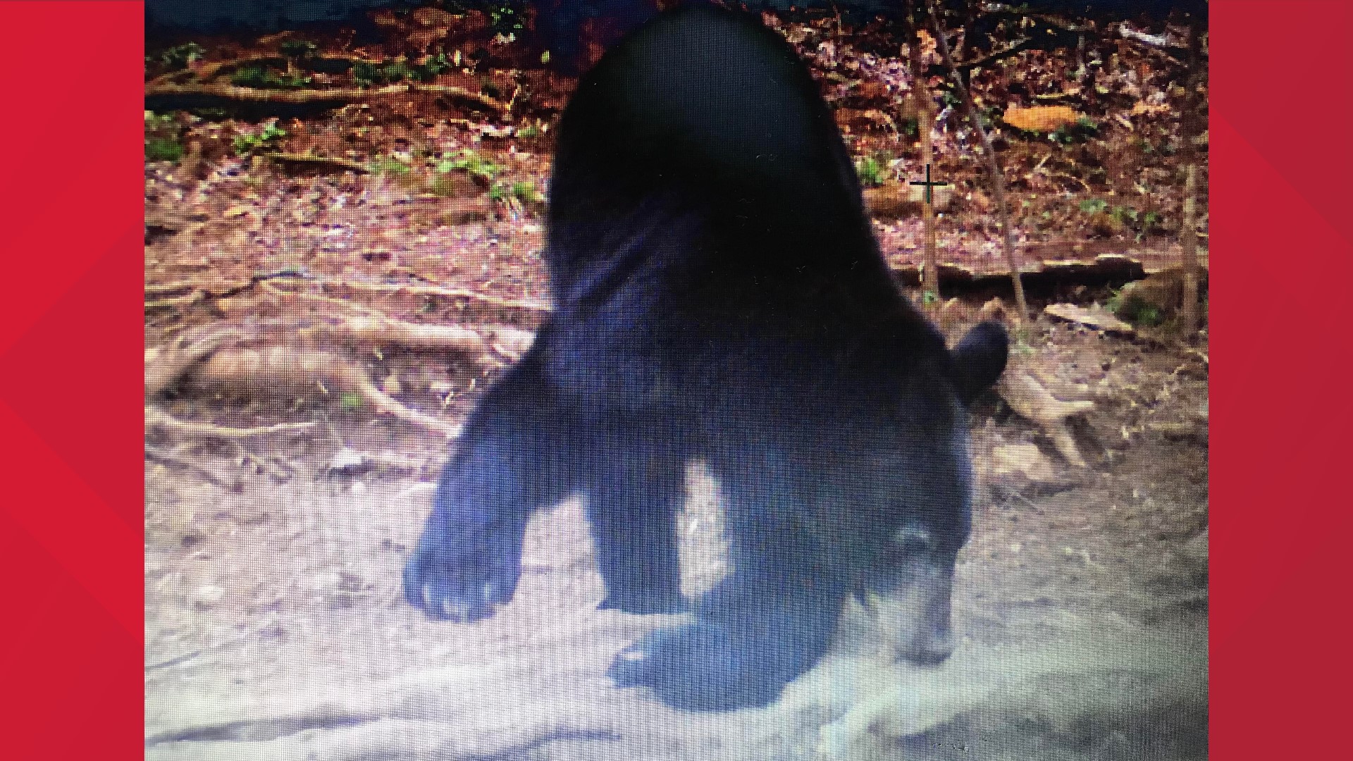 Non-profits working to save bears from poaching in East Tennessee and ...
