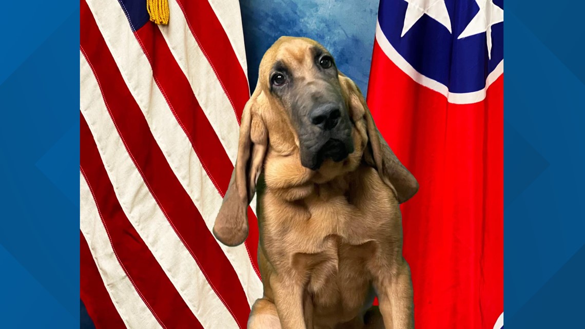 Two paws up | Blu the Hounddog voted KCSO's goodest doggo to celebrate K-9 division's 30th ...