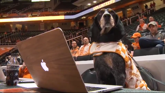 Tennessee mascot Smokey is celebrating 66 years on the sidelines | wbir.com