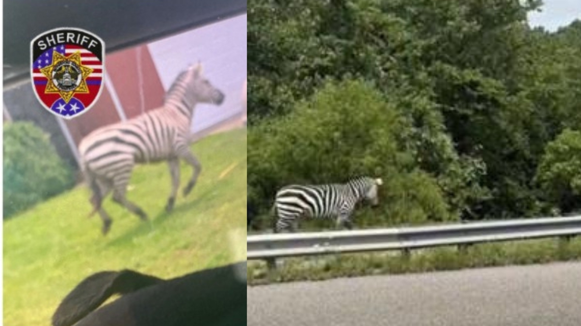 Zebra in Rutherford County remains missing | wbir.com
