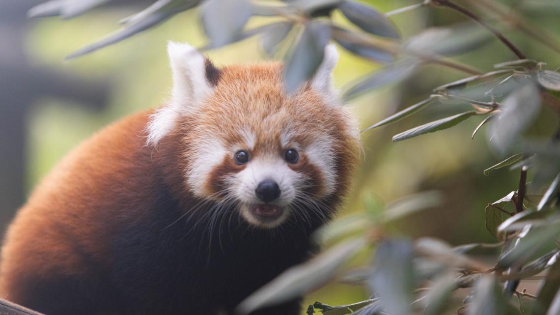 Zoo Knoxville celebrates Red Panda and Rhino Days | wbir.com