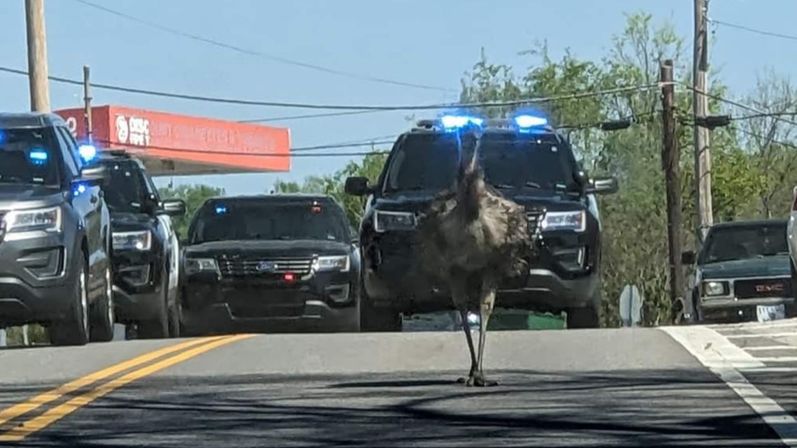 Escaped emu home safe after leading Harriman police on chase | wbir.com