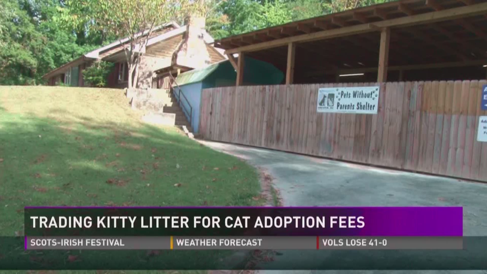 One dozen cats adopted at Pets Without Parents | wbir.com