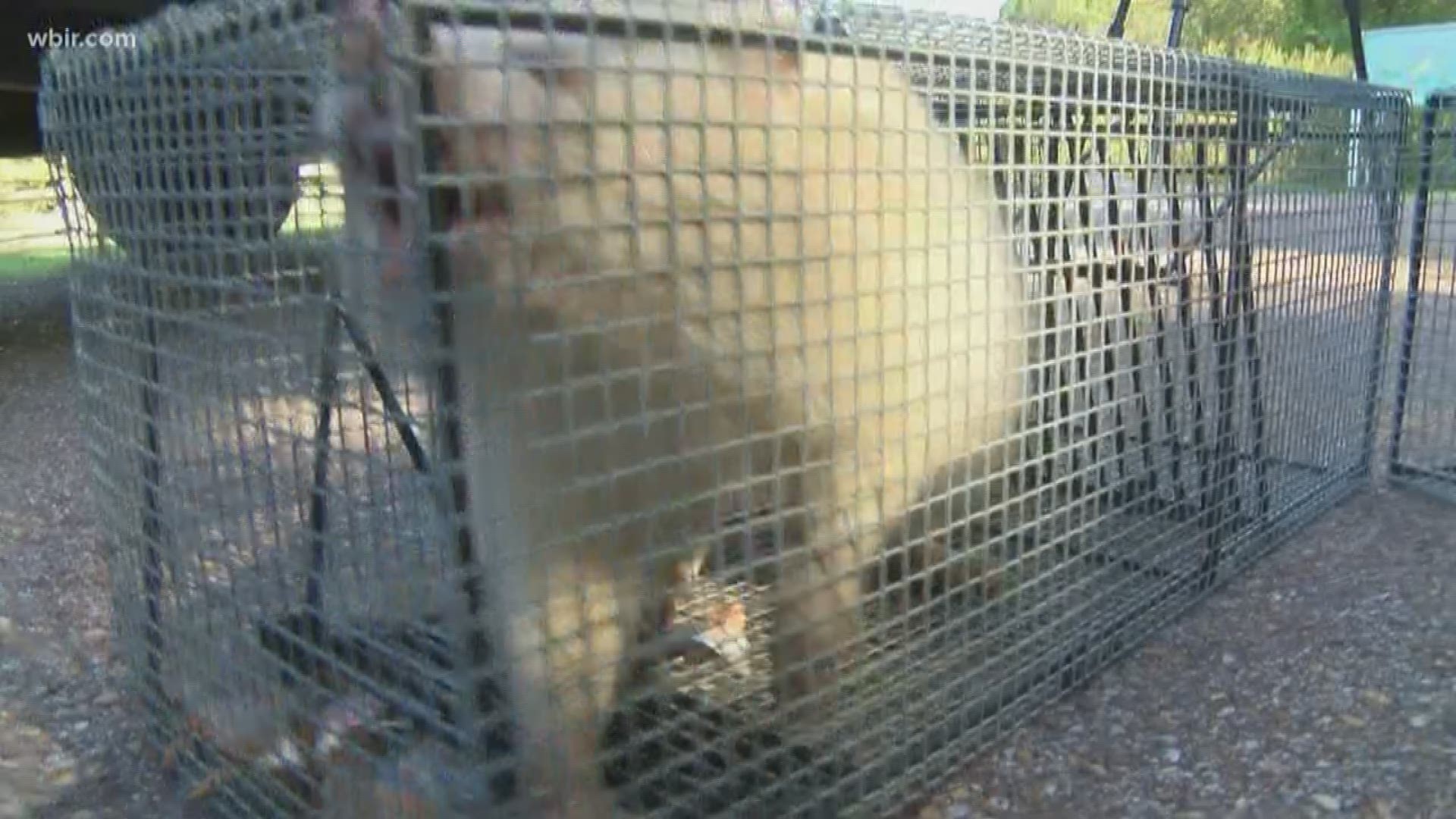 Rare albino raccoon spotted in West Tennessee | wbir.com