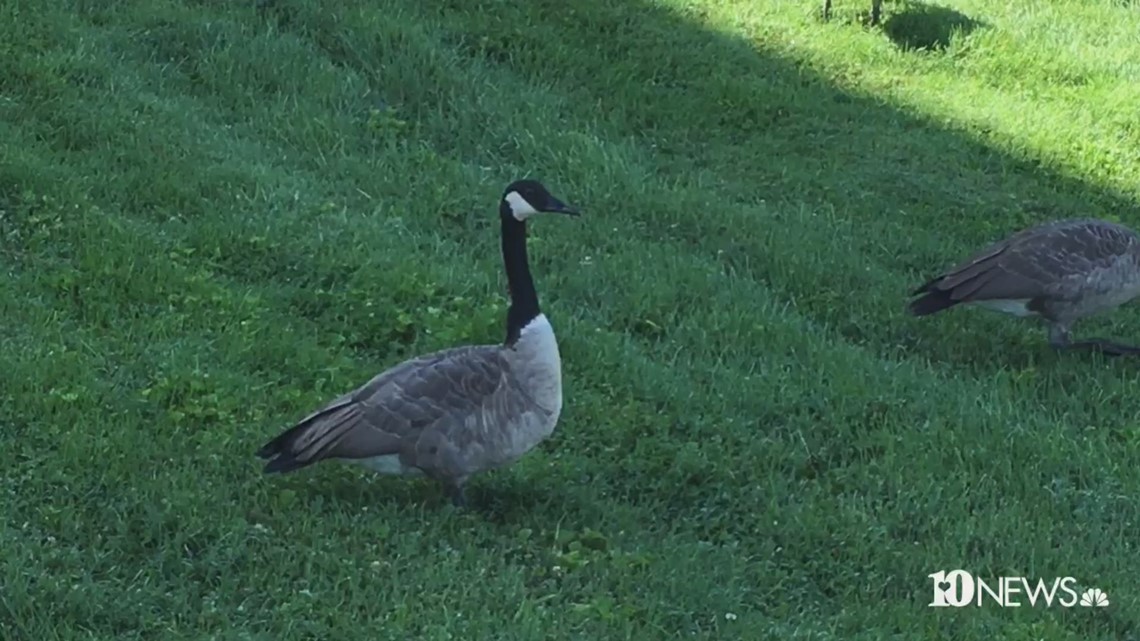 Knoxville teen pleads guilty to killing Canada goose | wbir.com