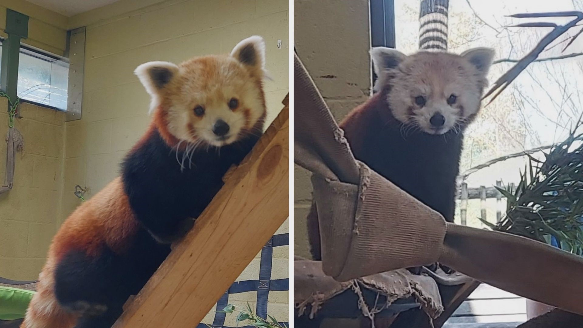 Zoo Knoxville trades red pandas with Zoo Atlanta | wbir.com