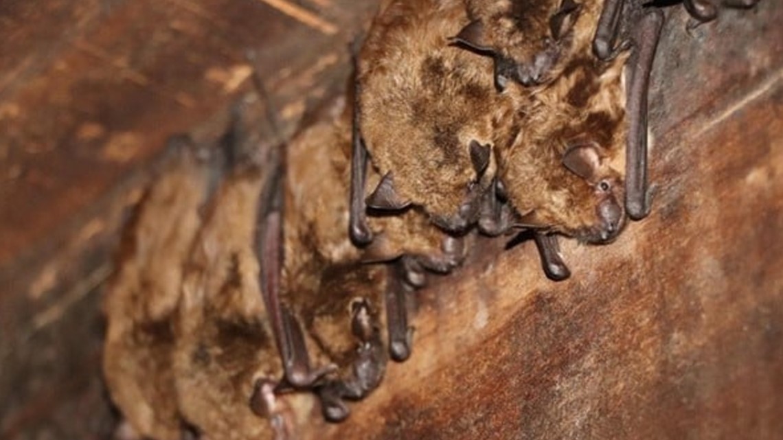 Sunday starts "Bat Week" in the Great Smoky Mountains, highlighting ...