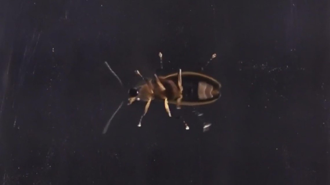 Death penalty vs. life in prison: The costs | wbir.com