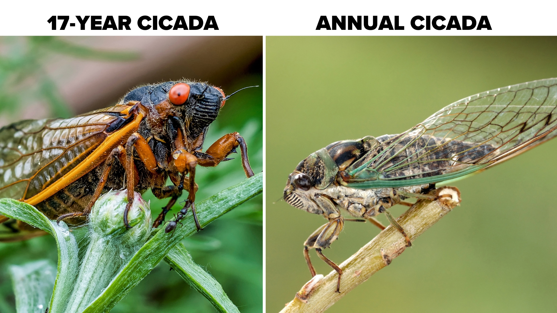 Tennessee to see high cicada activity this spring | wbir.com