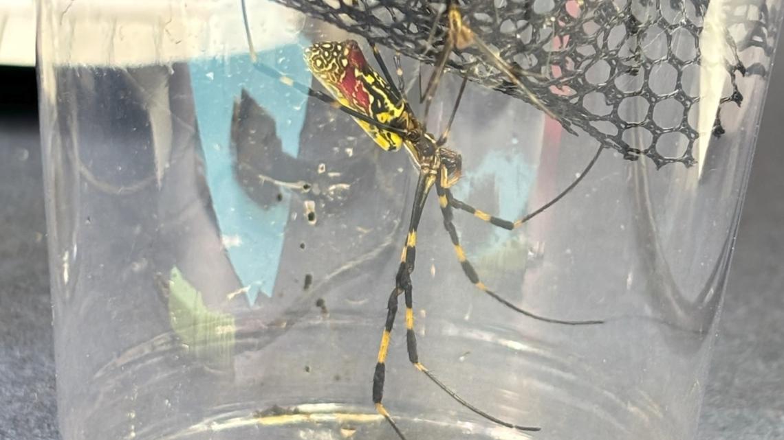 Large Joro spiders spotted in Tennessee | wbir.com