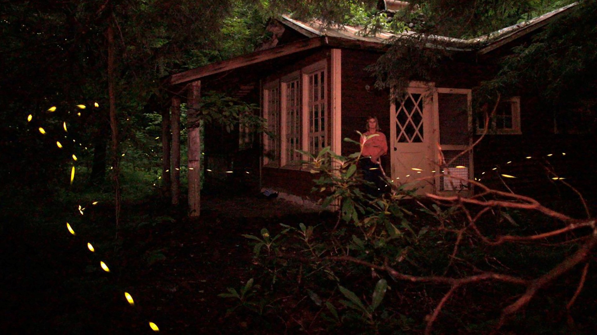 Synchronous firefly event canceled in Smokies due to COVID-19 ...