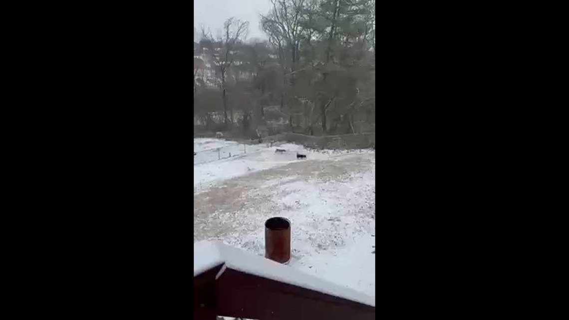 Snow Pups! | wbir.com