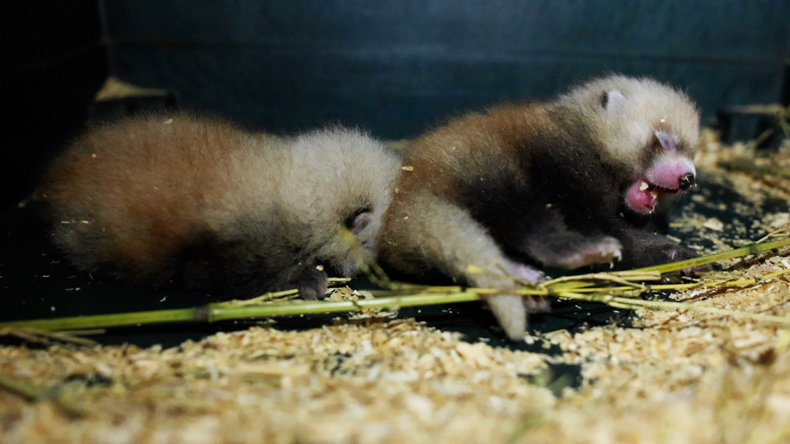 Zoo Knoxville welcomes red panda cubs born to Sisu and Doofah | wbir.com