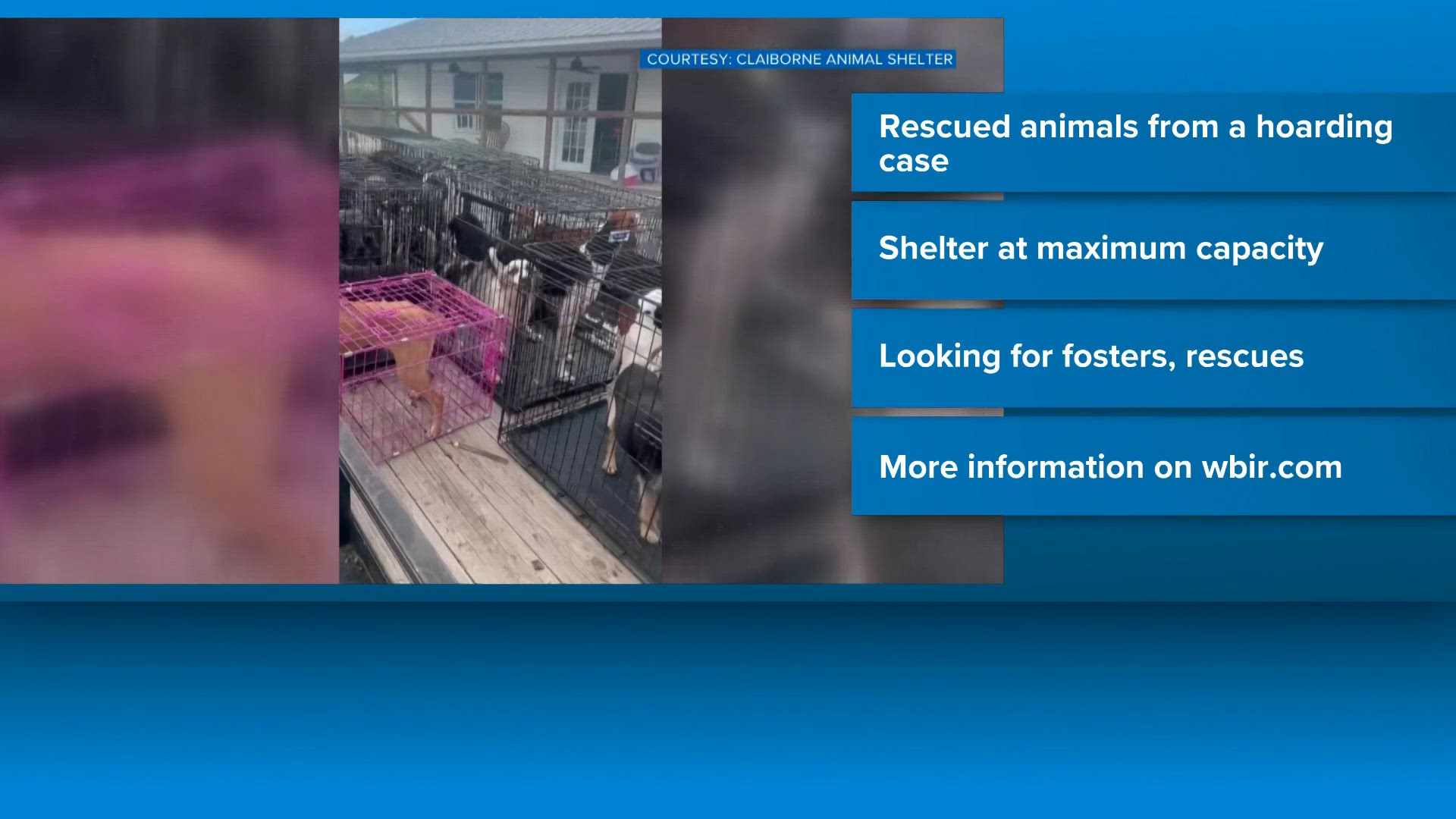 Claiborne Animal Shelter seeking help after animal hoarding case | wbir.com