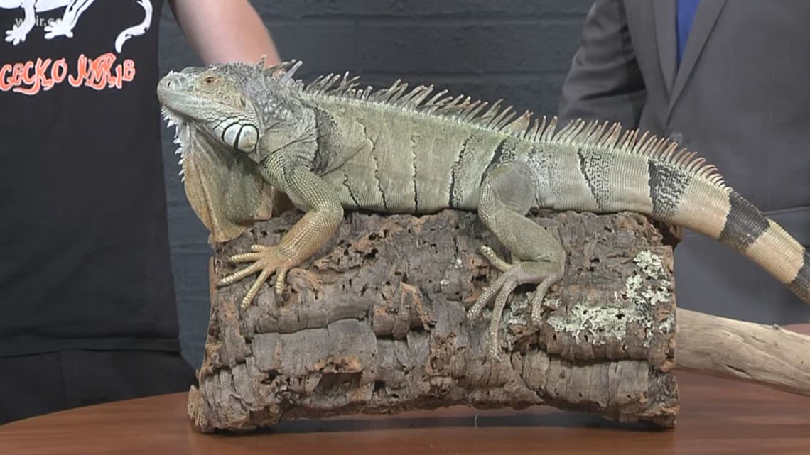 Repticon comes to knoxville | wbir.com