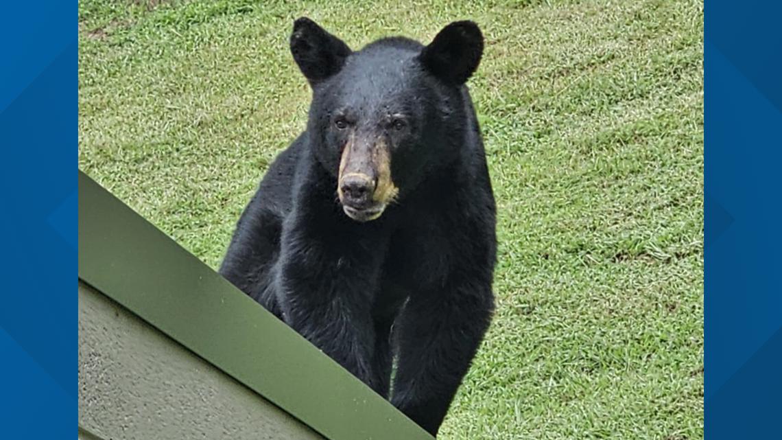 TWRA investigating after someone reportedly fed a bear in West ...