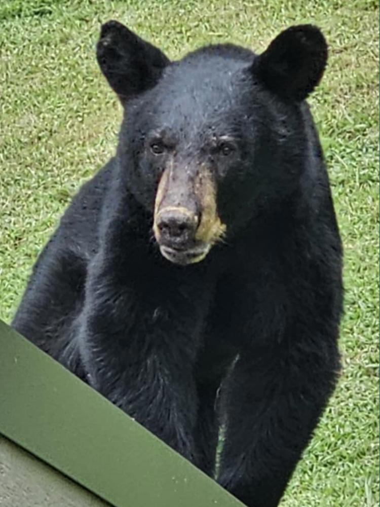TWRA investigating after someone reportedly fed a bear in West ...