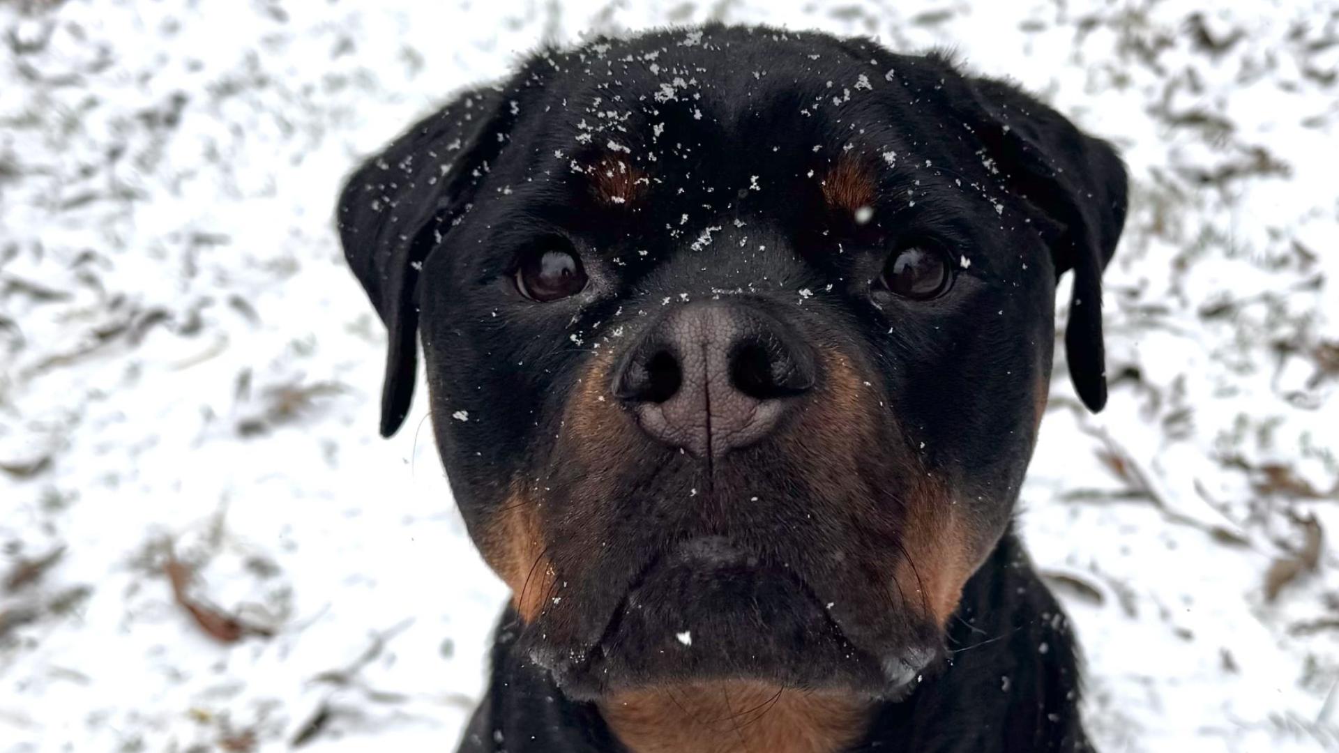 Can you eat snow? Here's a recipe for snow cream | wbir.com