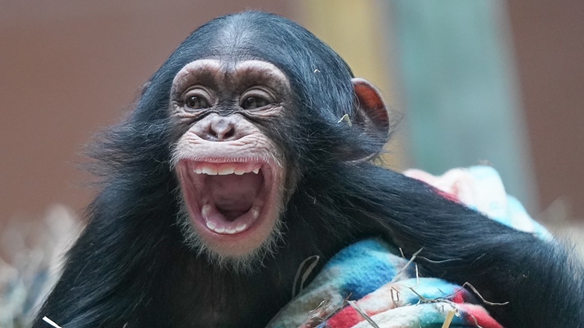 Adorable baby chimpanzee Stevie makes her public debut at Zoo Knoxville ...