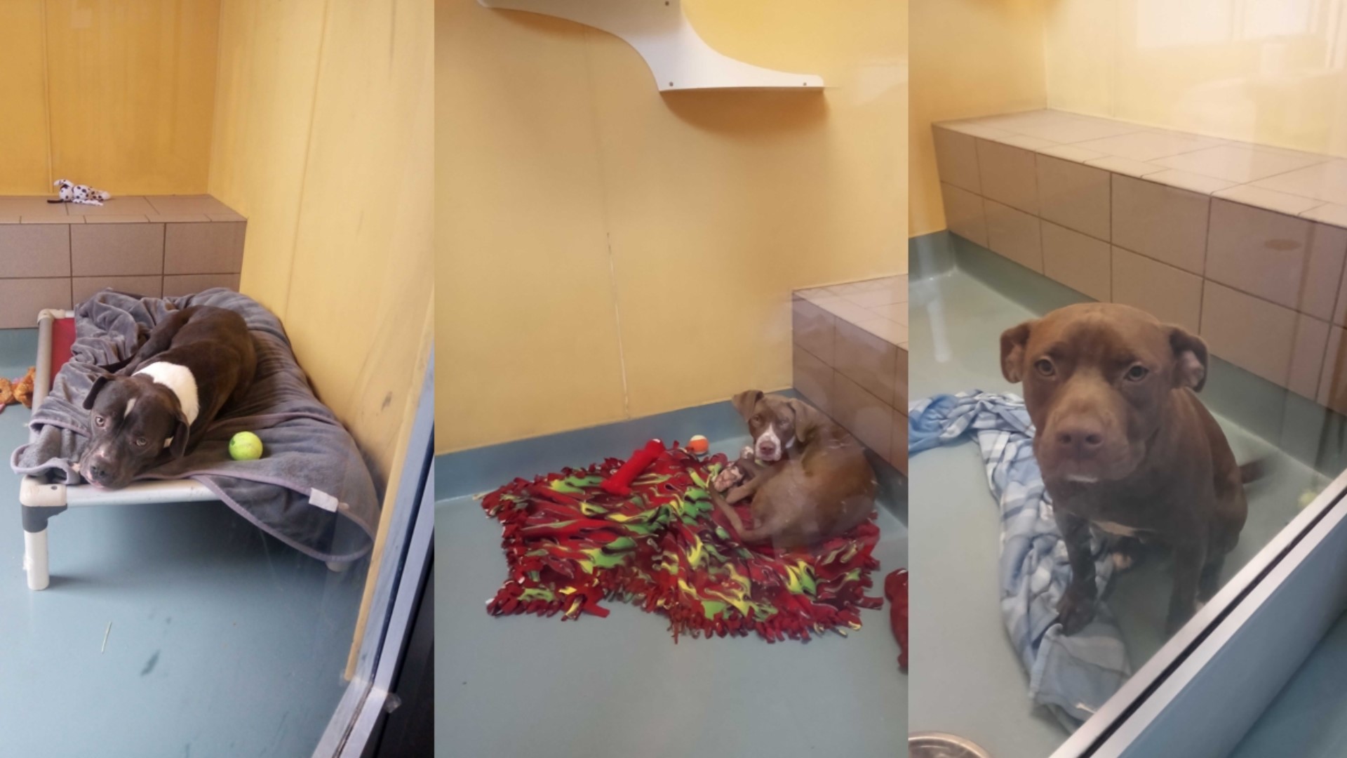 Young-Williams Animal Village reopens after dogs found with distemper ...