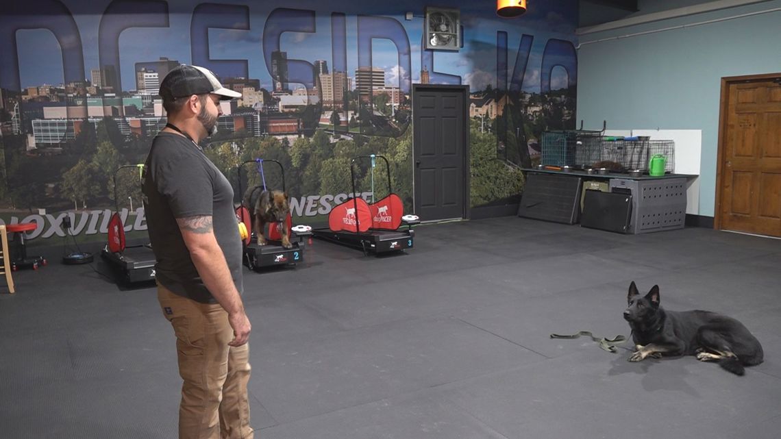 Dog trainer urges people use caution around all dogs and stay aware of ...