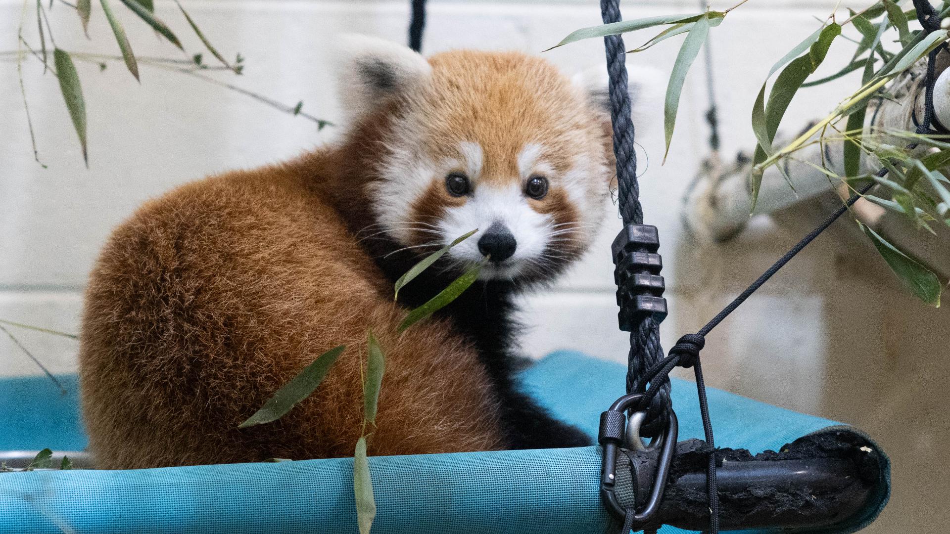 Zoo Knoxville welcomes 3-legged red panda, Khyana | wbir.com