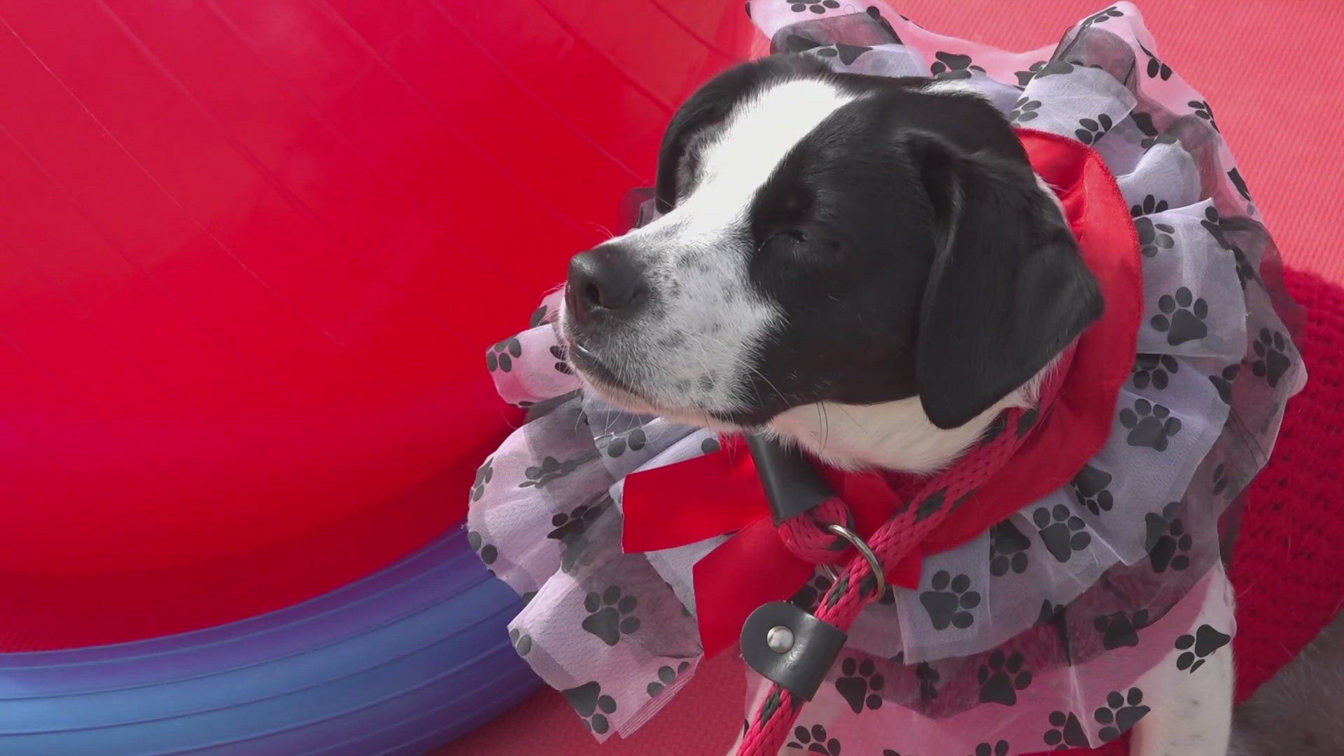 Tails on Trails returns to help raise money for families who can't ...