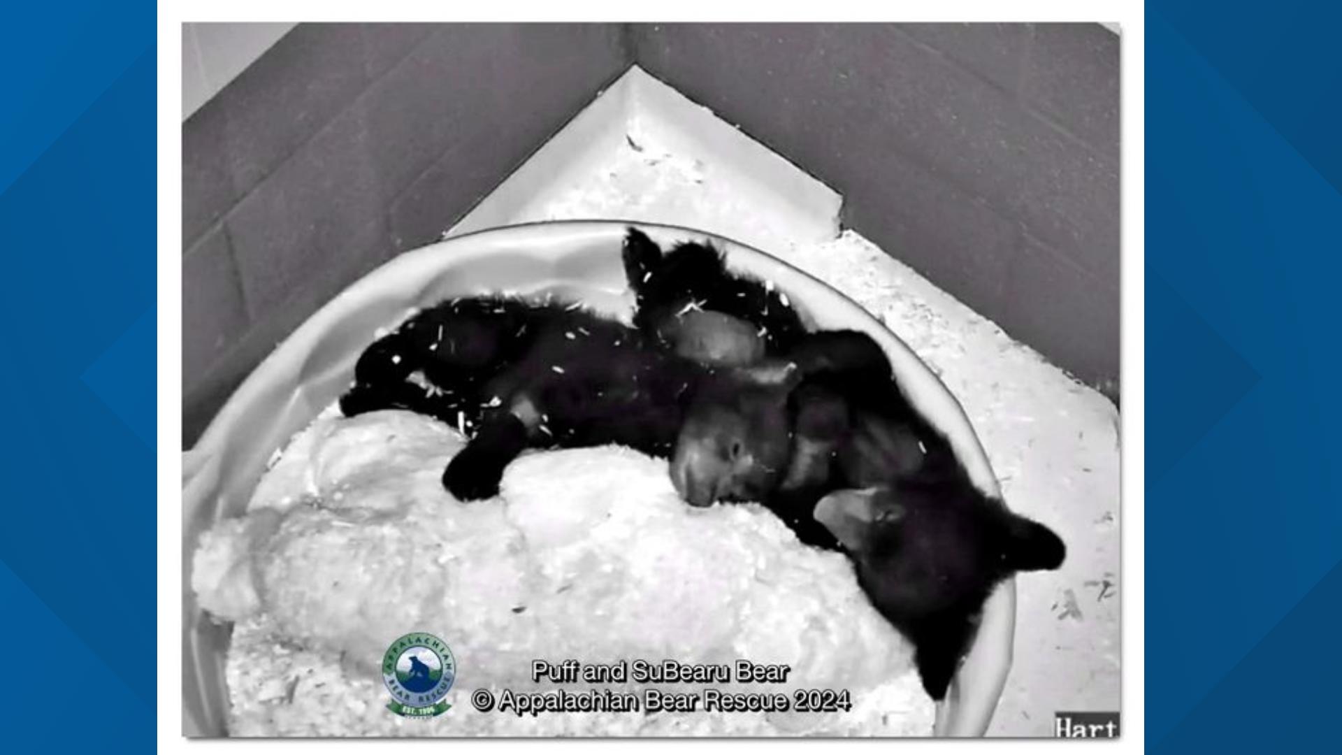 Appalachian Bear Rescue provides update on Puff Bear | wbir.com