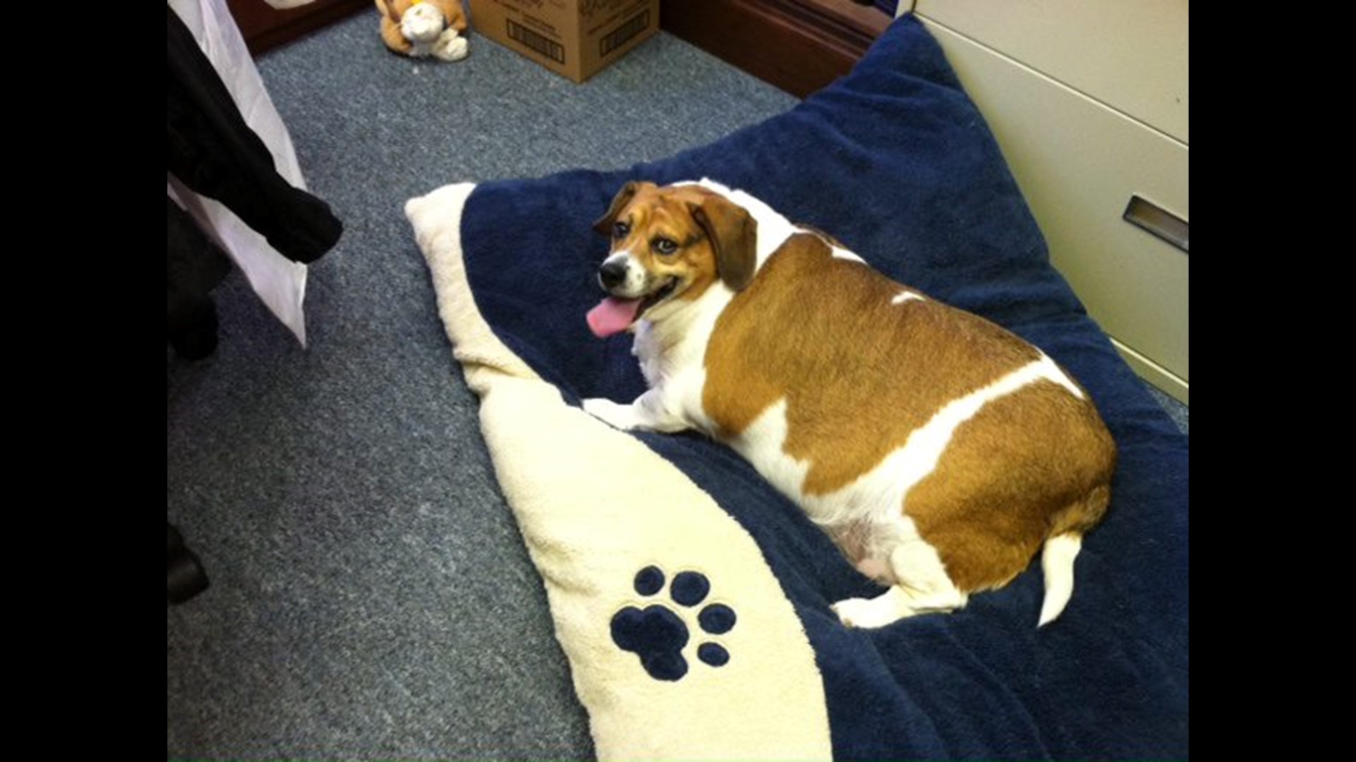 Beloved beagle whose weight-loss journey received national attention ...